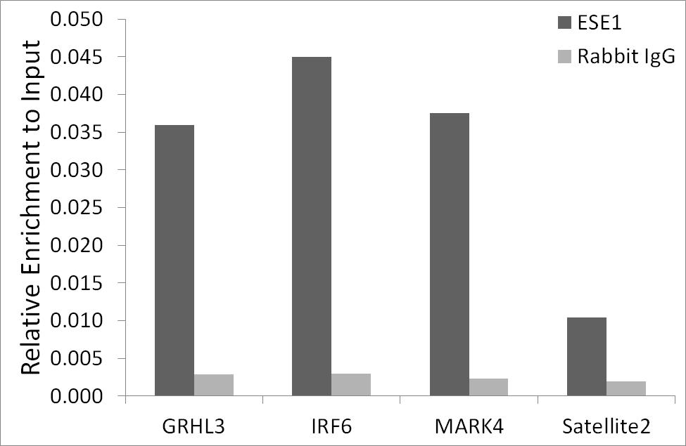 ESE1/ELF3 Rabbit mAb (AMR12255N)