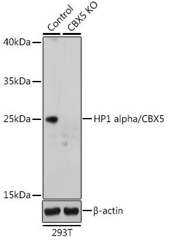 [KO Validated] HP1 alpha/CBX5 Rabbit pAb (APR19206N)