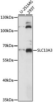 SLC13A3 Rabbit pAb (APR21738N)
