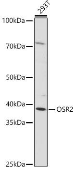 OSR2 Rabbit pAb (APR24366N)