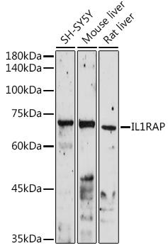 IL1RAP Rabbit pAb (APR25751N)