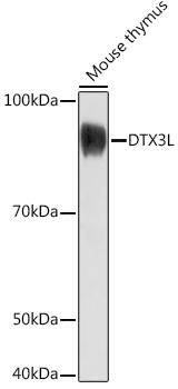 DTX3L Rabbit pAb (APR29331N)