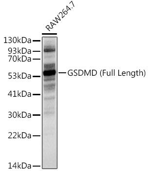 GSDMD (Full Length+N terminal) Rabbit pAb (APR30304N)