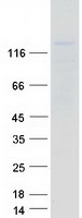 N Cadherin (CDH2) (NM_001792) Human Recombinant Protein