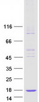 LSM7 (NM_016199) Human Recombinant Protein